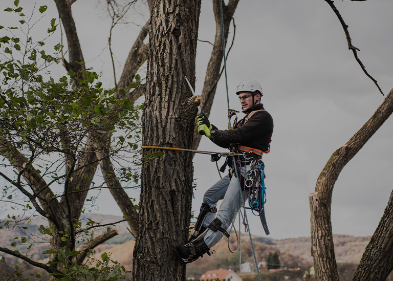 Emergency Tree Care Langley | Home | Country Tree Service