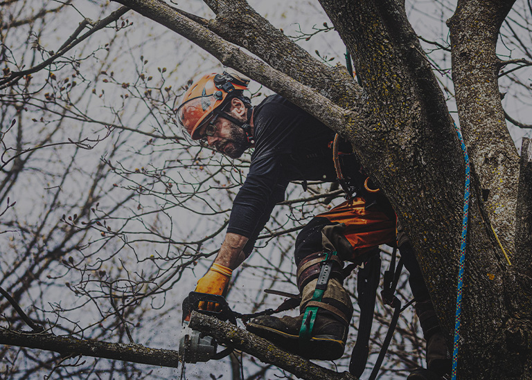 Emergency Tree Care Langley | Home | Country Tree Service